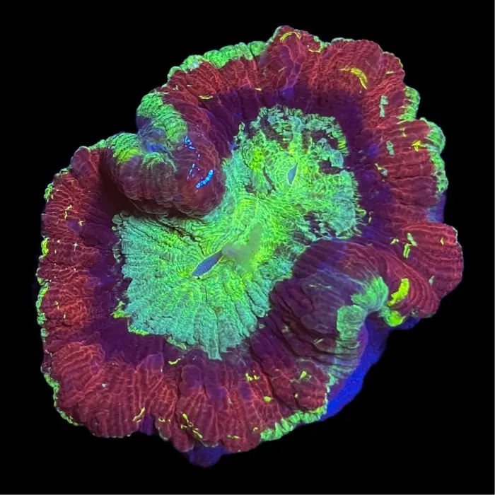 Red Trachyphyllia **special** | Finest Aquatics