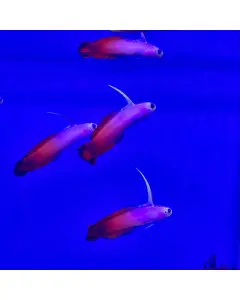 Marine Fish For Sale UK | Finest Aquatics