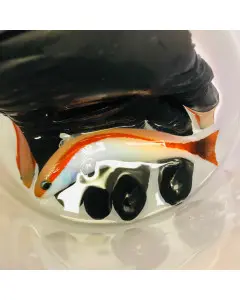 Marine Fish For Sale UK | Finest Aquatics