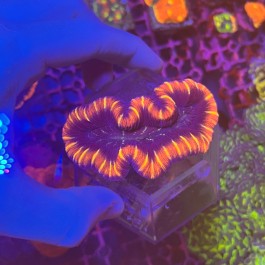 Red Trachyphyllia | Finest Aquatics