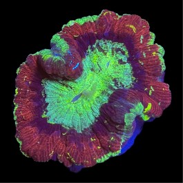 Red Trachyphyllia **special** | Finest Aquatics